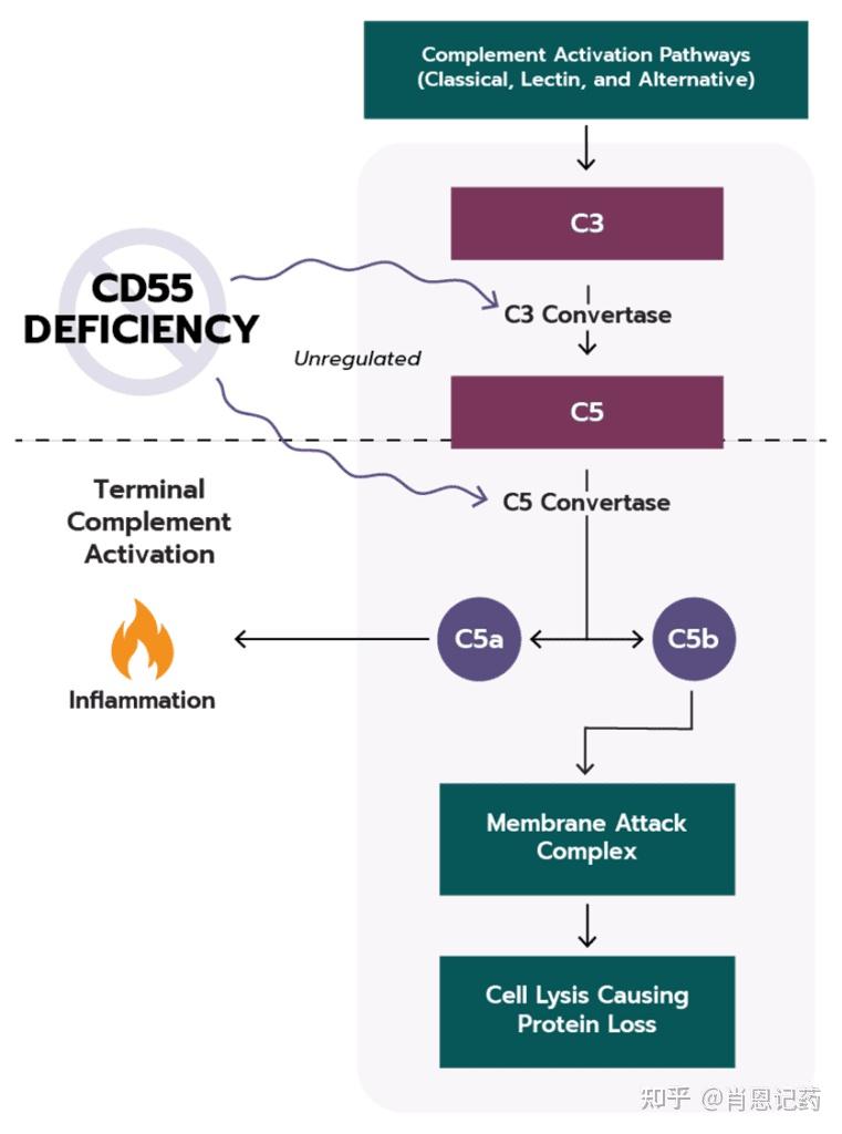 记住所有FDA生物药 | 补体C5抑制剂 | VEOPOZ® pozelimab | 蛋白丢失性肠病（CHAPLE病） - 知乎