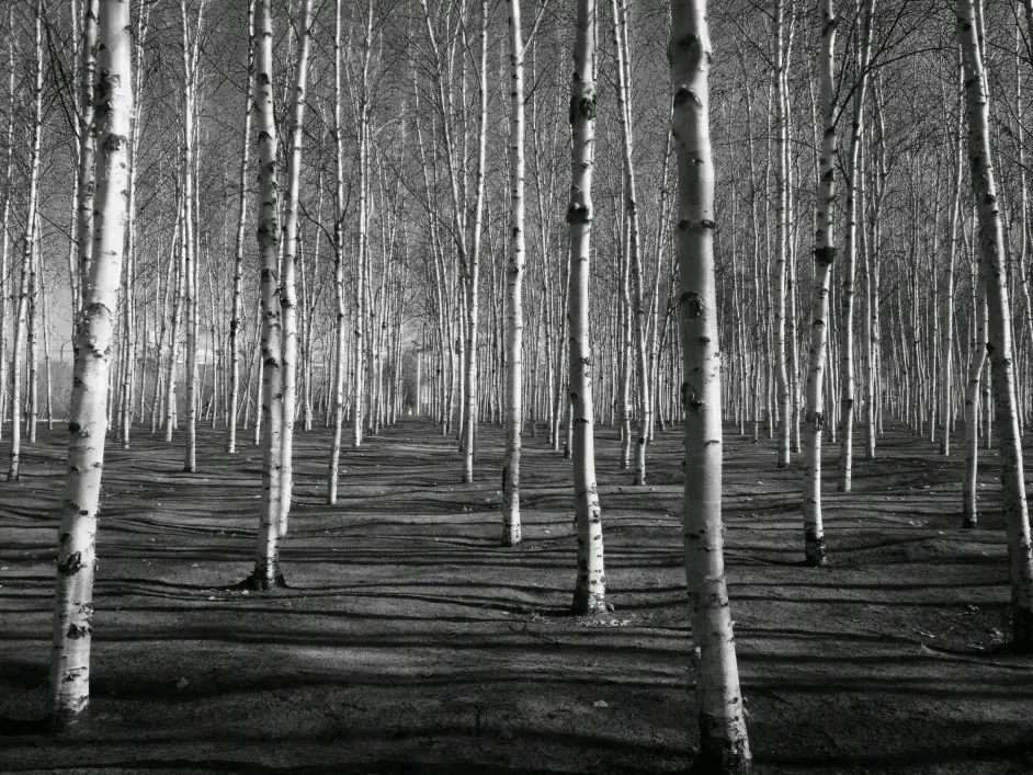 红色幻梦三十年祭 - 知乎