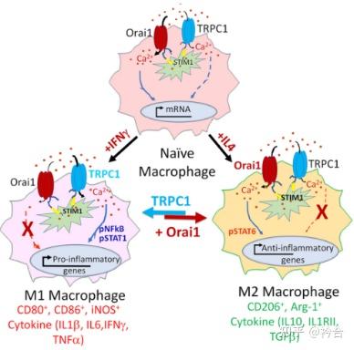 Ca2+干扰在免疫中的应用 - 知乎