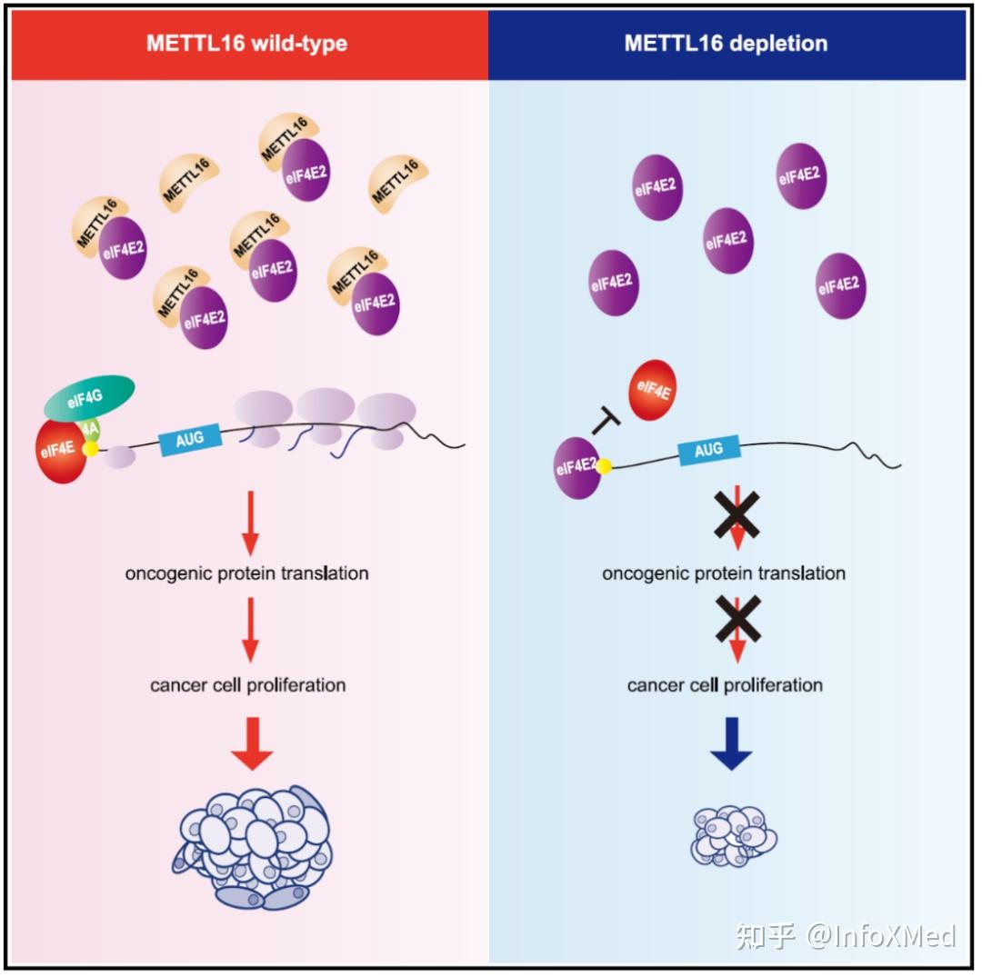 Cell Reports | METTL16调控mRNA帽结构识别促进翻译及肺癌发展 - 知乎