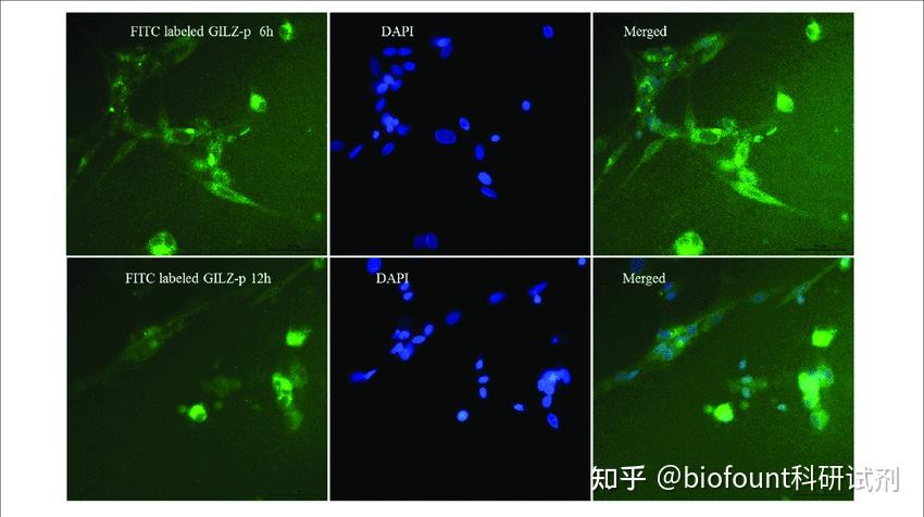 异硫氰酸荧光素 (FITC) - 知乎
