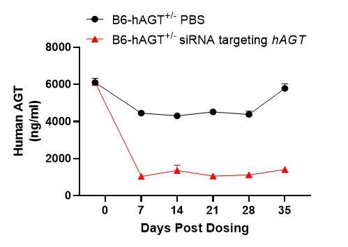 高血压研究必备工具之动物模型 - 知乎