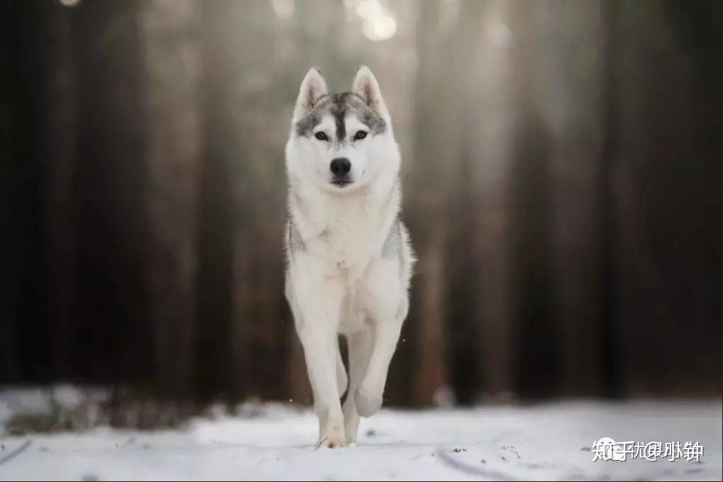 二哈的多样生活 - 知乎