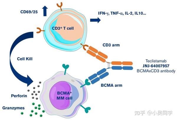 BCMA/CD3双抗技术梳理 - 知乎