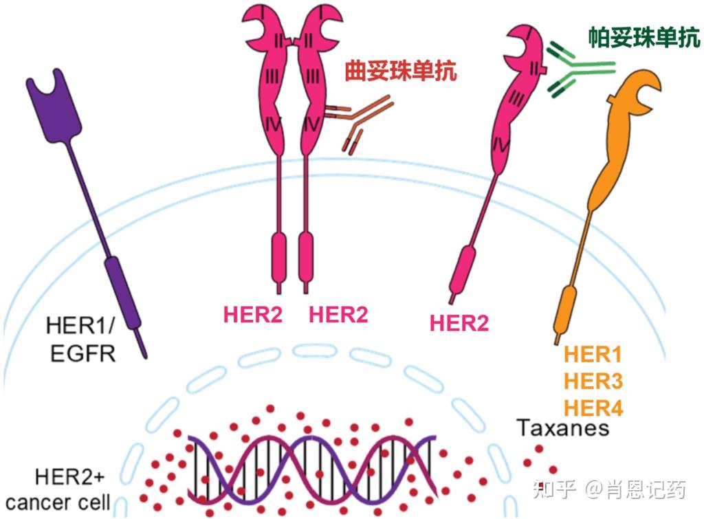 记住所有FDA生物药 | 罗氏4款靶向HER2 | 曲妥珠单抗、帕妥珠单抗、恩美曲妥珠单抗、Phesgo | 乳腺癌等 - 知乎