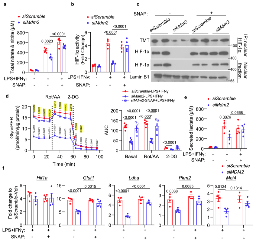 Nature子刊丨MDM2通过整合小鼠体内iNOS-一氧化氮和HIF-1α通路，诱导M1巨噬细胞产生促炎和糖酵解反应 - 知乎