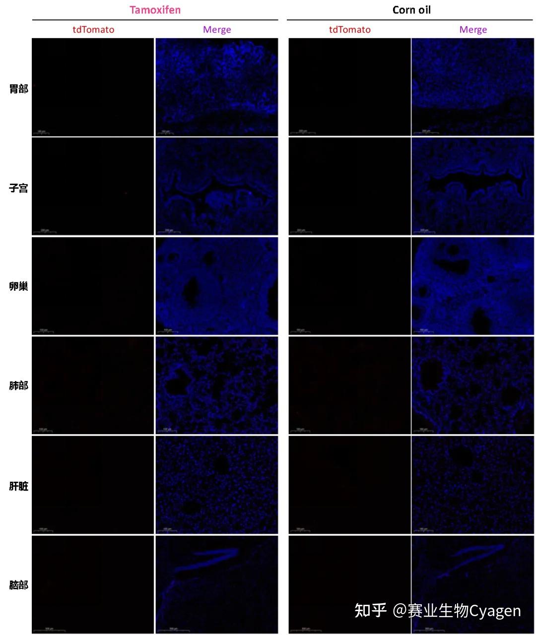 胰腺特异性工具鼠模型——Pdx1-CreERT2小鼠 - 知乎
