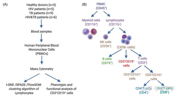 【项目文章，IF=11.49】CyTOF构建艾滋病合并结核病PBMC免疫图谱 - 知乎