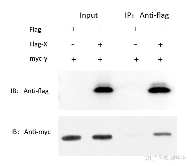 免疫共沉淀Co-IP实验流程操作步骤 - 知乎