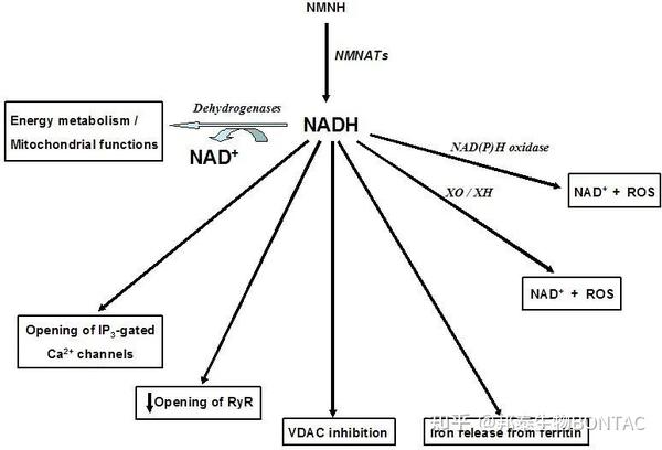 我们的细胞藏着何种秘密？科学揭示NAD+和NADH的力量 - 知乎