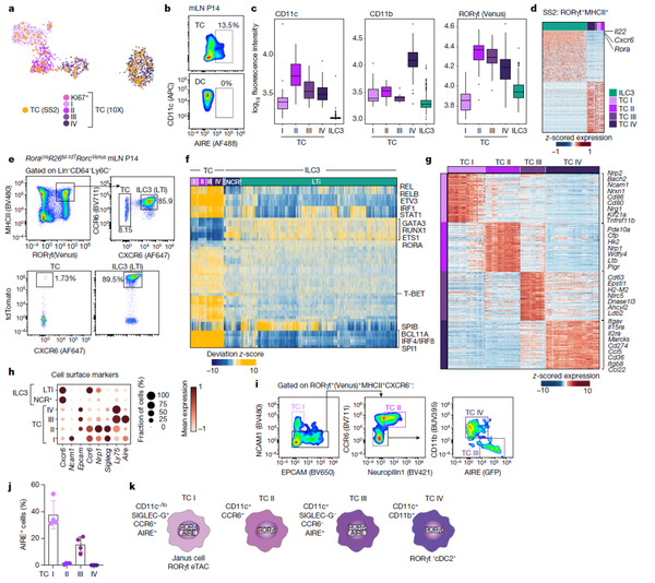 Nature | 新型抗原呈递细胞赋予肠道菌群Treg依赖性耐受 - 知乎