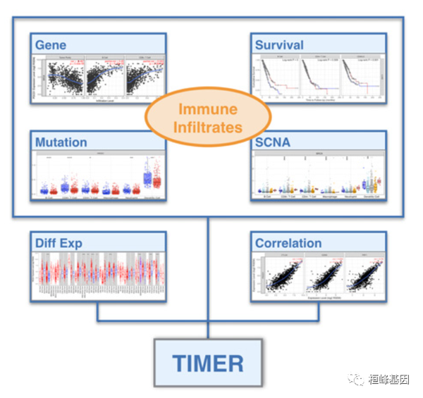 RNA 24. SCI文章中基于TCGA的免疫浸润细胞分析的在线小工具——TIMER - 知乎