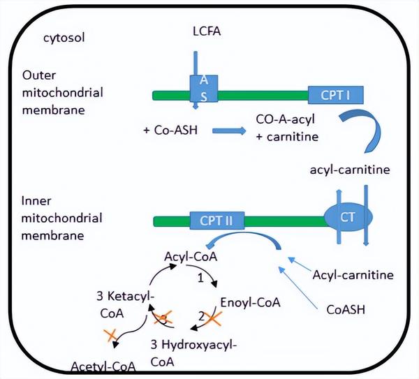 案例分享 | 罕见病基因诊断——线粒体三功能蛋白 - 知乎