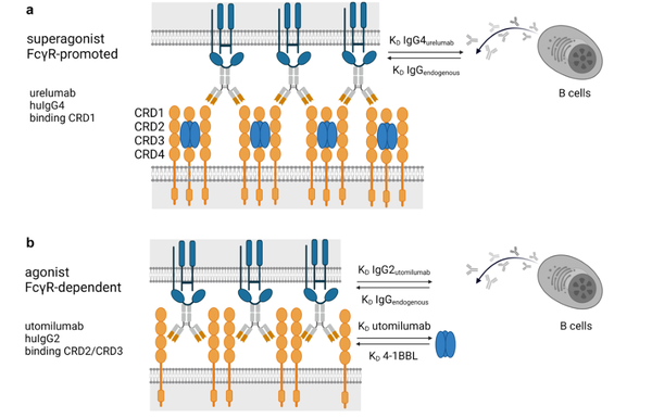 新一代4-1BB激动剂的开发 ：旨在更安全、有效 - 知乎