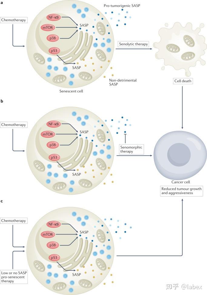 IF60+nature高分综述：衰老和癌症 - 作用和治疗机会 - 知乎