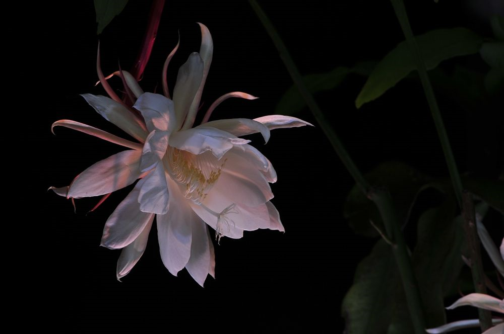 笔记|十种花，十道凄美虐心的花语 - 知乎