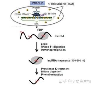 LncRNA的作用机制及研究方法 - 知乎