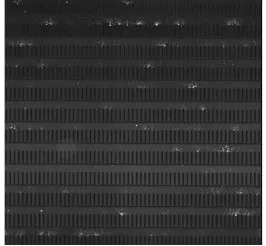 【重磅】共同轻链RenLite小鼠，搞定双特异性抗体开发 - 知乎