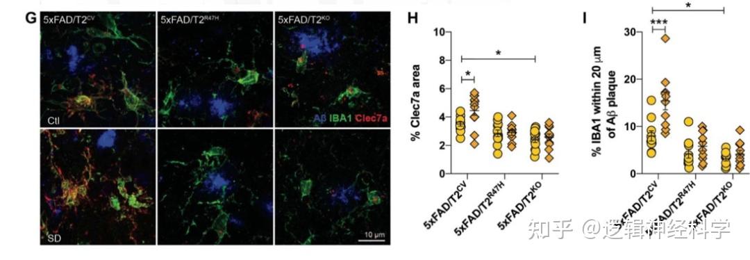 STM︱华盛顿大学科研团队发现睡眠不足促进小胶质活化和Aβ沉积依赖于TREM2 - 知乎