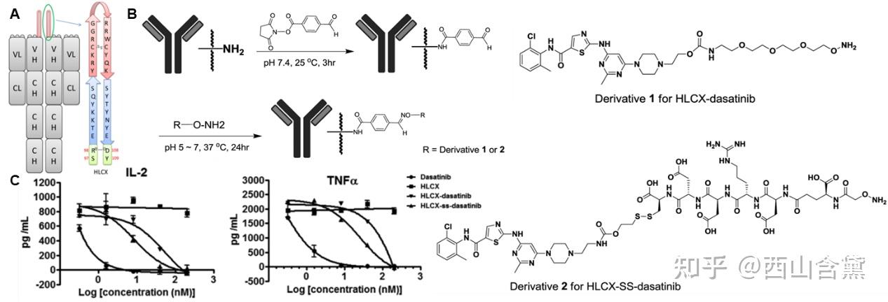 靶向GPCR的ADC - 知乎