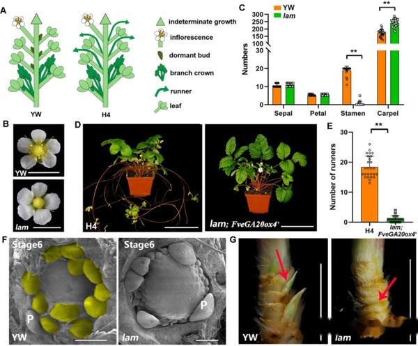 【Plant Physiol】GRAS 转录因子腋生分生组织丢失对野草莓雄蕊和茎秆的形成至关重要 - 知乎