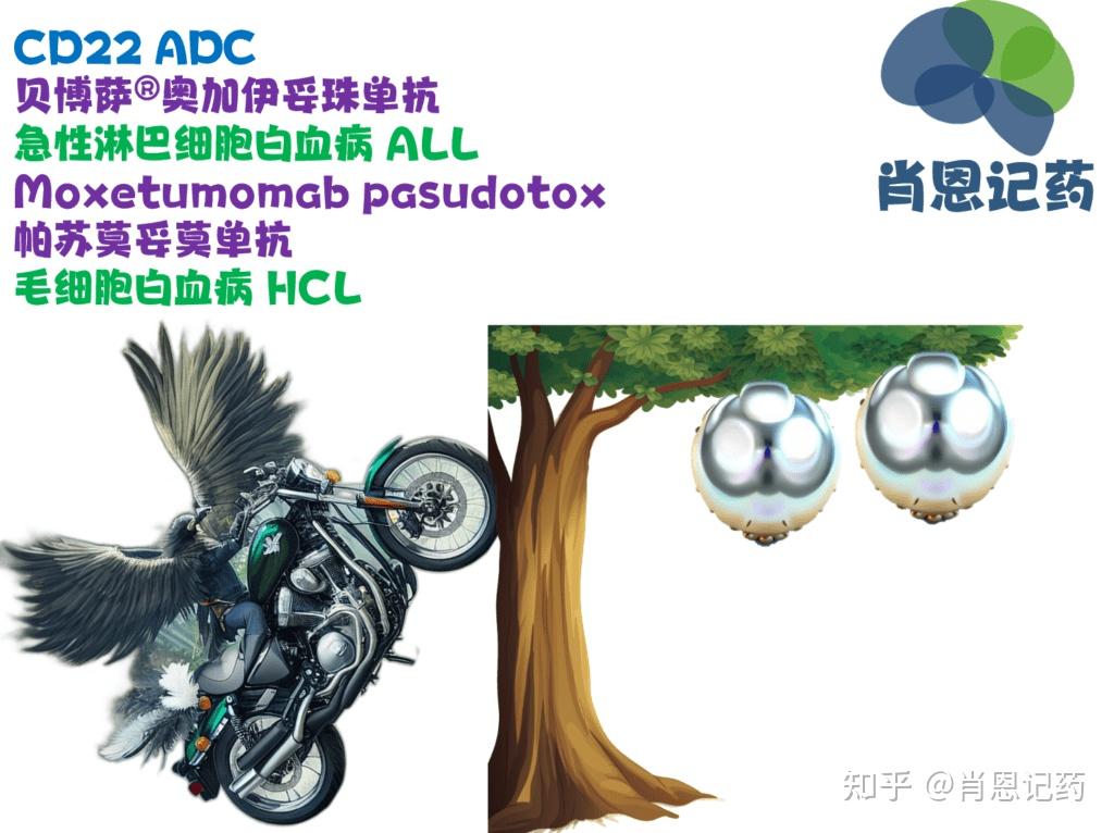 记住所有FDA生物药 | 靶向CD22 ADC | 贝博萨®奥加伊妥珠单抗、moxetumomab pasudotox - 知乎