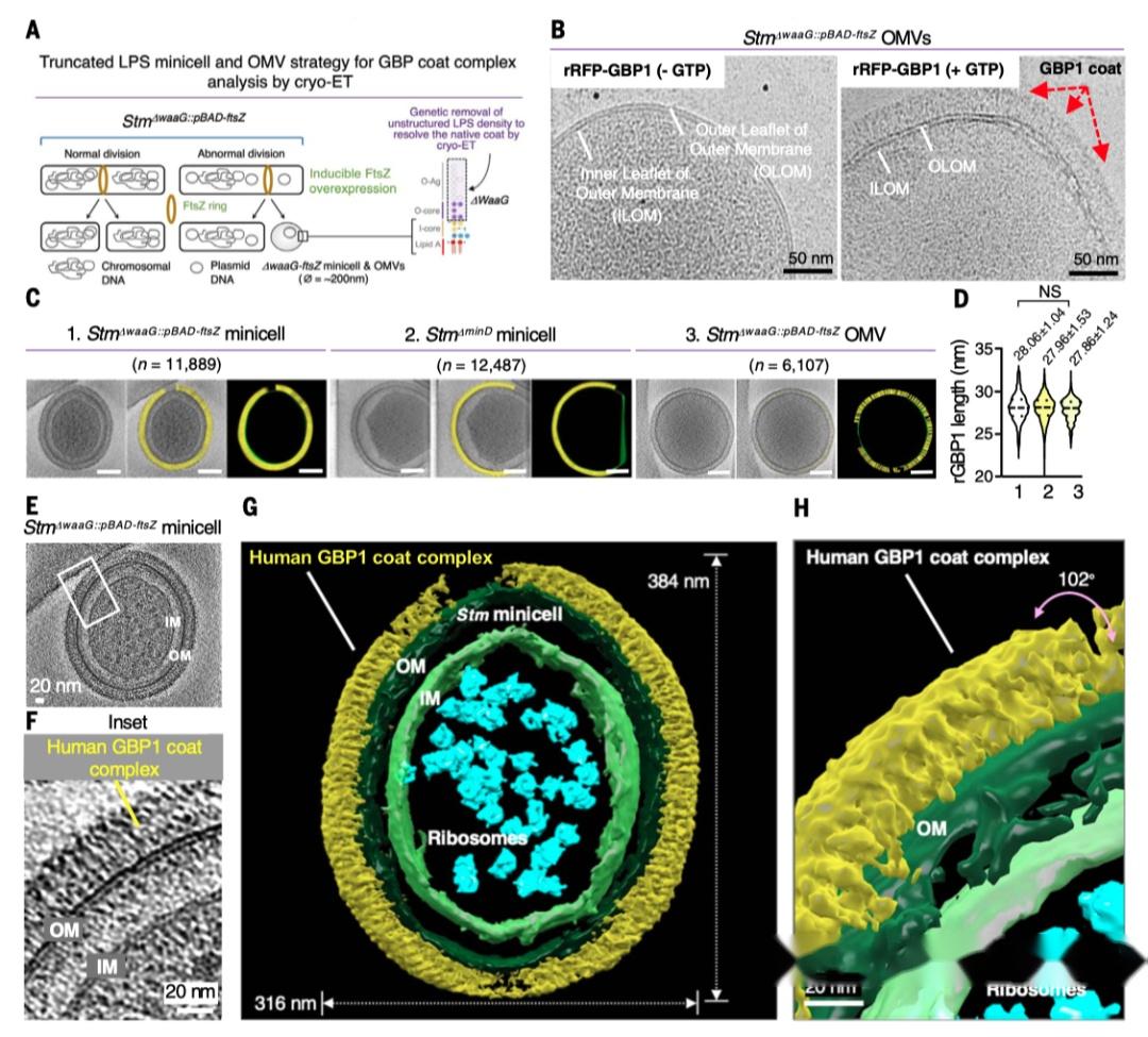 Science丨GBP1，人类细胞对于细菌的自主防御系统 - 知乎