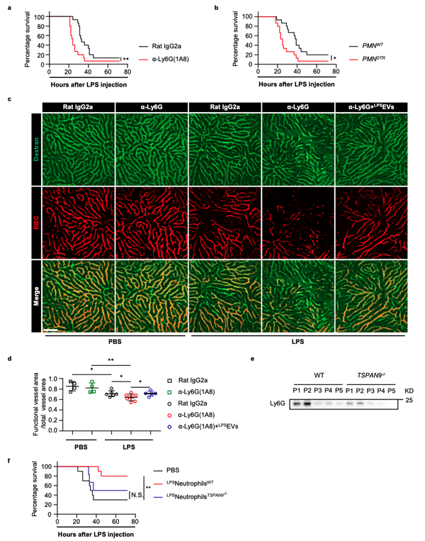 Nature Communications丨中性粒细胞通过释放SOD2囊泡保护脓毒症小鼠 - 知乎