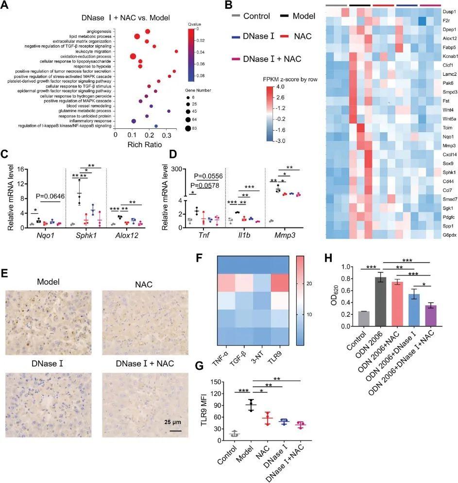 Advanced Science | 华南理工大学合作发现循环游离DNA作为对乙酰氨基酚诱导肝损伤的生物标志物和治疗靶点 - 知乎