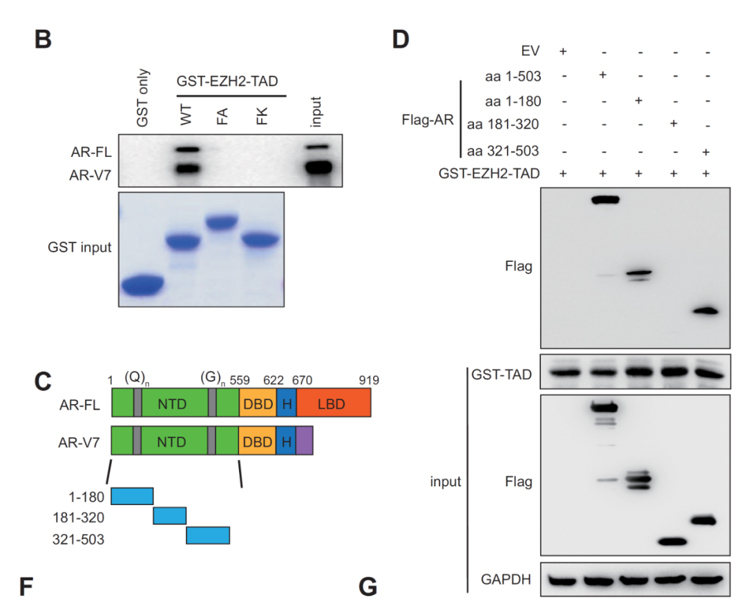NAR︱蔡玲/王刚/金坚团队合作揭示和靶向前列腺癌中EZH2的双重功能 - 知乎