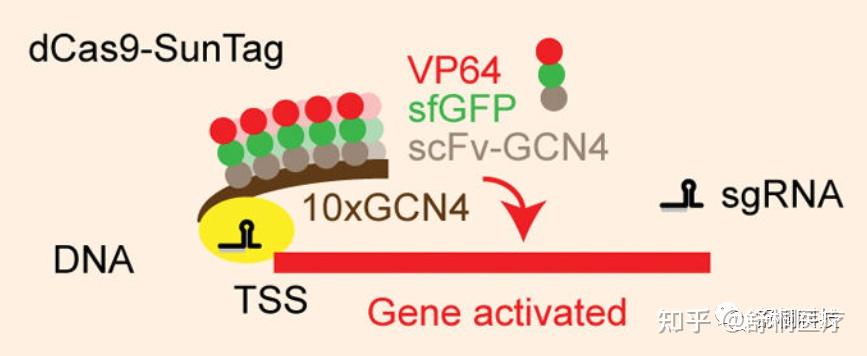 细胞基因过表达只会用慢病毒？2种新方法教你表达量 UP UP UP ！（二）CRISPRa介导基因过表达 - 知乎