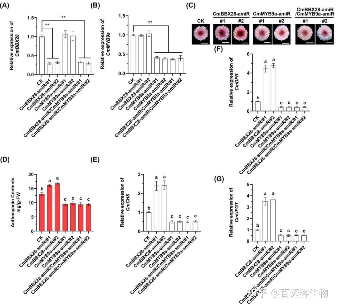 开年2篇！南京农业大学在菊花研究领域获最新成果 - 知乎