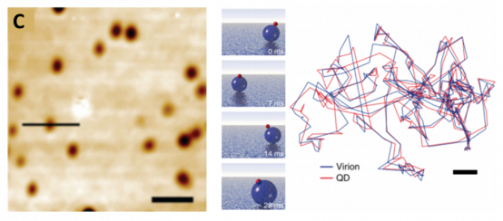 干涉散射显微术(Interferometric Scattering Microscopy) - 知乎