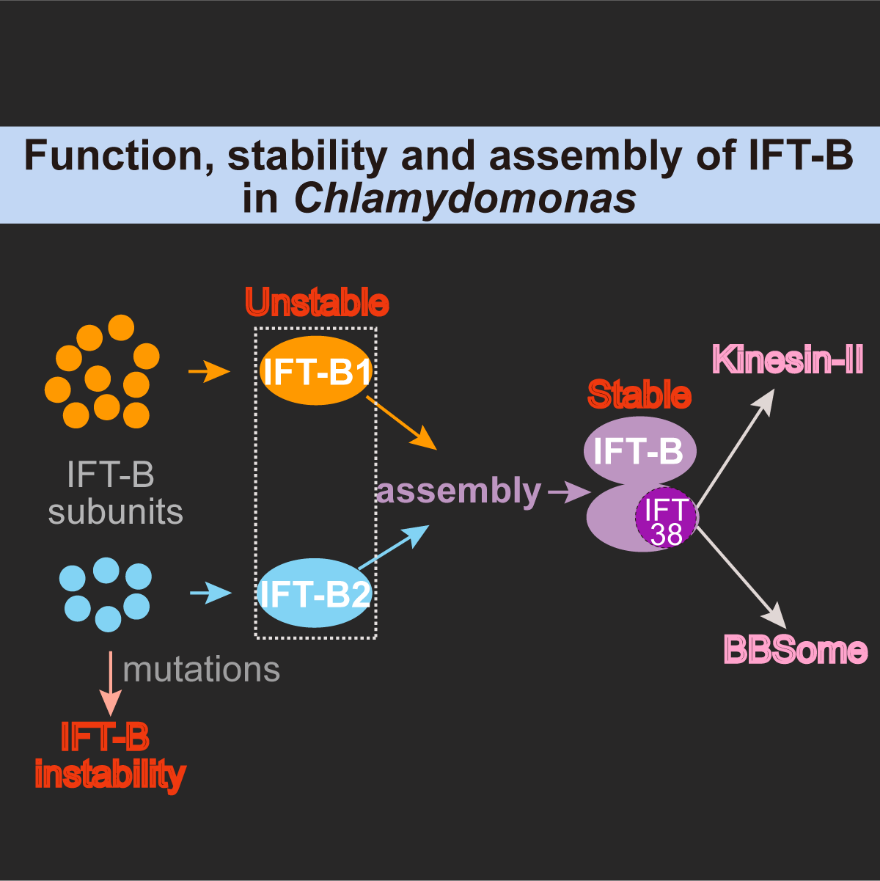 iScience︱清华大学潘俊敏课题组揭示IFT-B复合体的组装和稳定的新机制及其在BBSome运输中的新功能 - 知乎