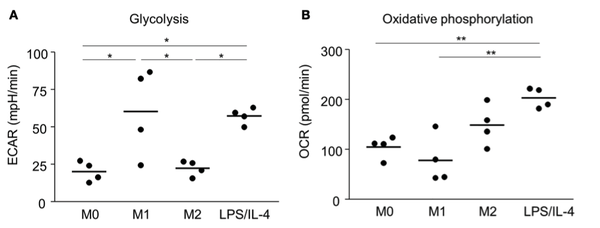 Front. Immunol丨用 LPS 和 IL-4 同时刺激诱导独特的巨噬细胞亚群 - 知乎