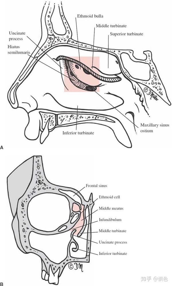 固有鼻腔外侧壁的解剖（Nasal Fossa Proper） - 知乎