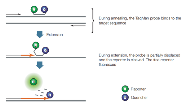 一文读懂，不同类型qPCR的发光原理 - 知乎