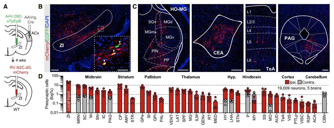 Neuron：新皮质记忆机制新探索——自上而下的抑制性长程投射 - 知乎
