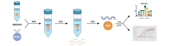解析表观遗传学的工具——ChIP-seq（一） - 知乎