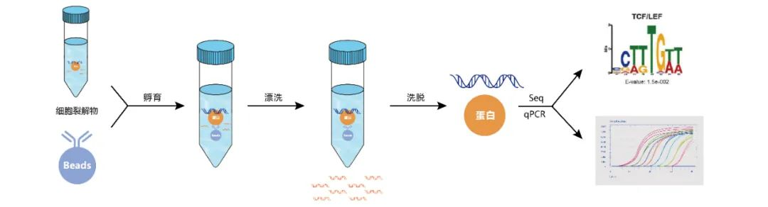 解析表观遗传学的工具——ChIP-seq（一） - 知乎