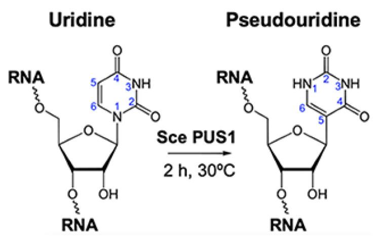Sce PUS1 - 创新酶学法，让 Ψ 修饰更简单 - 知乎
