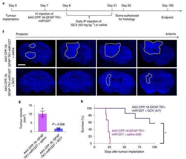 新型变体AAV.CPP.16 | 高效穿透啮齿类和非人灵长类动物血脑屏障！ - 知乎
