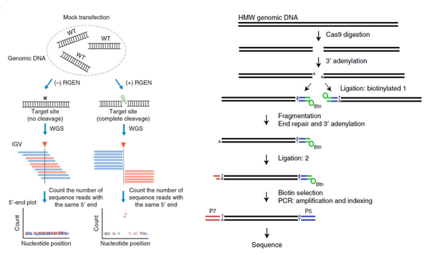 脱靶位点检测大盘点-CRISPR安全评估系列专题（一） - 知乎