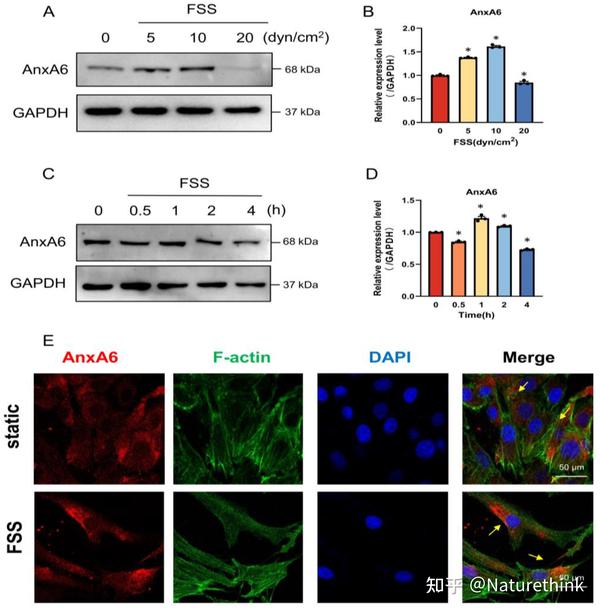 流体剪切应力通过膜联蛋白A6介导的自噬调节MC3T3-E1细胞成骨分化 - 知乎