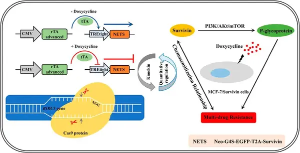 Front. Cell Dev. Biol|华东理工大学马兴元团队阐明了Survivin与P-糖蛋白在癌症多药耐药中的协同途径 - 知乎