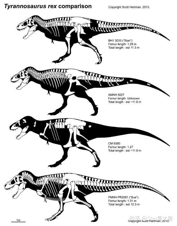 霸王龙体型的一些个人推测 - 知乎