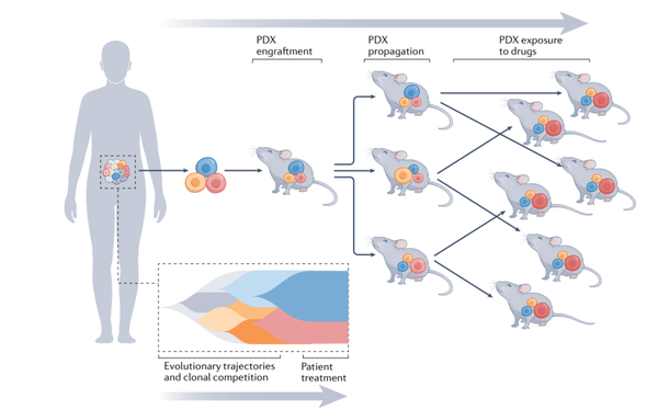 Nat Rev | 患者来源异种移植物（PDX）模型与精准肿瘤学 - 知乎
