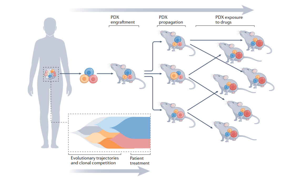 Nat Rev | 患者来源异种移植物（PDX）模型与精准肿瘤学 - 知乎