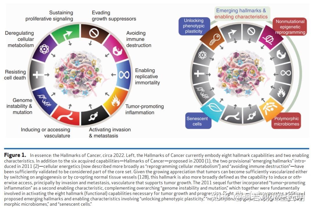 Cancer Discovery发表顶级综述：Hallmarks of Cancer：New Dimensions - 知乎