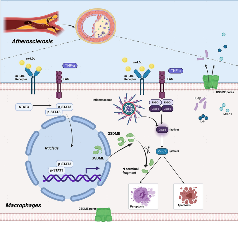 项目文章 | 单细胞测序揭示GSDME介导的细胞焦亡促进动脉粥样硬化进程 - 知乎